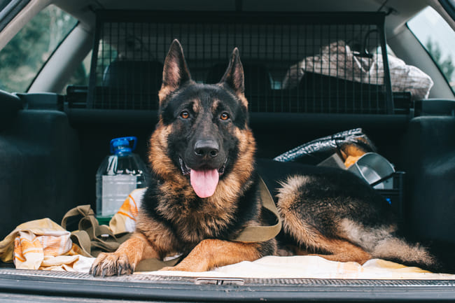 Transporting your dog in the car: Properly and safely